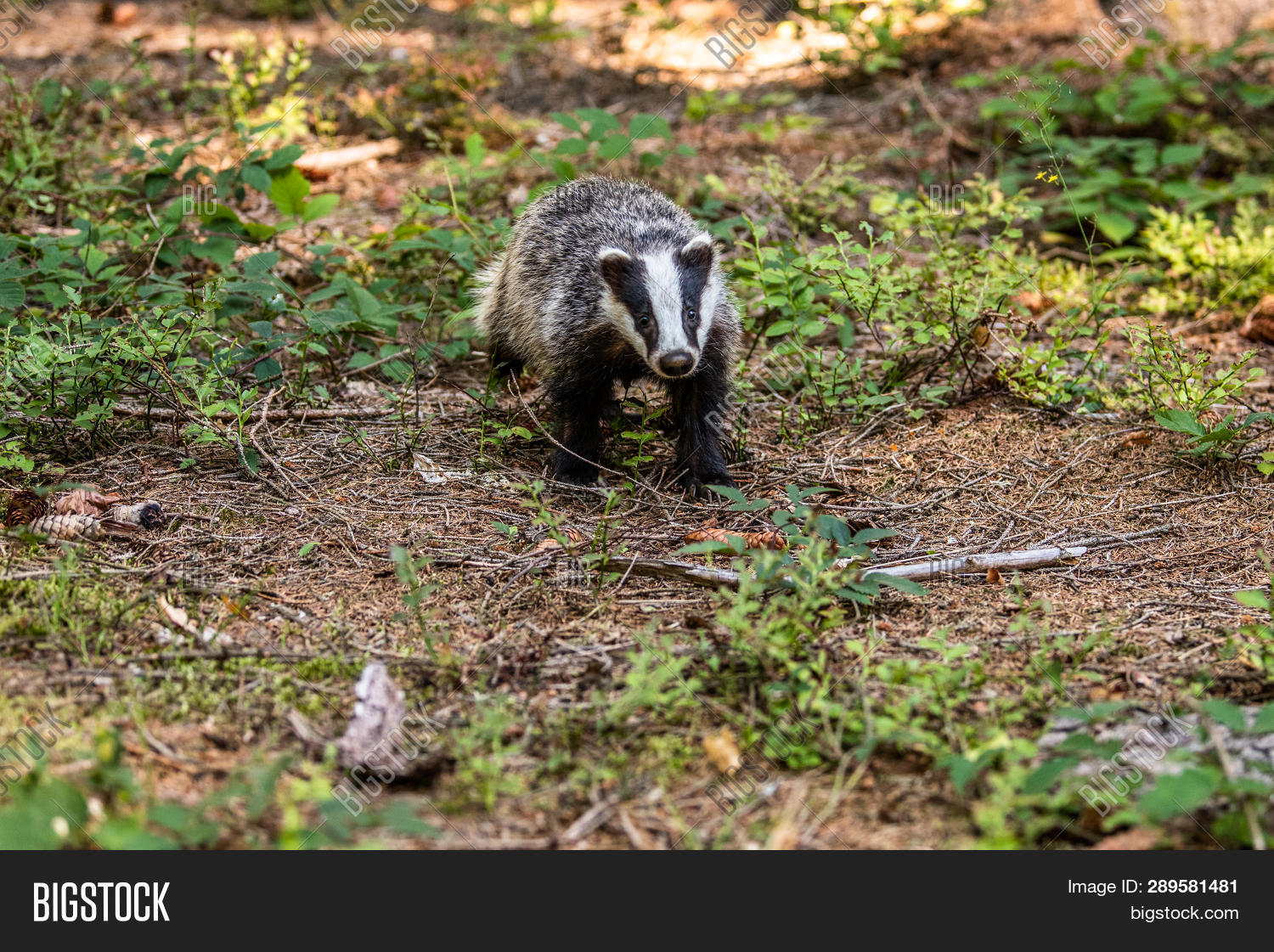 Badger Forest, Animal Image & Photo (Free Trial) | Bigstock