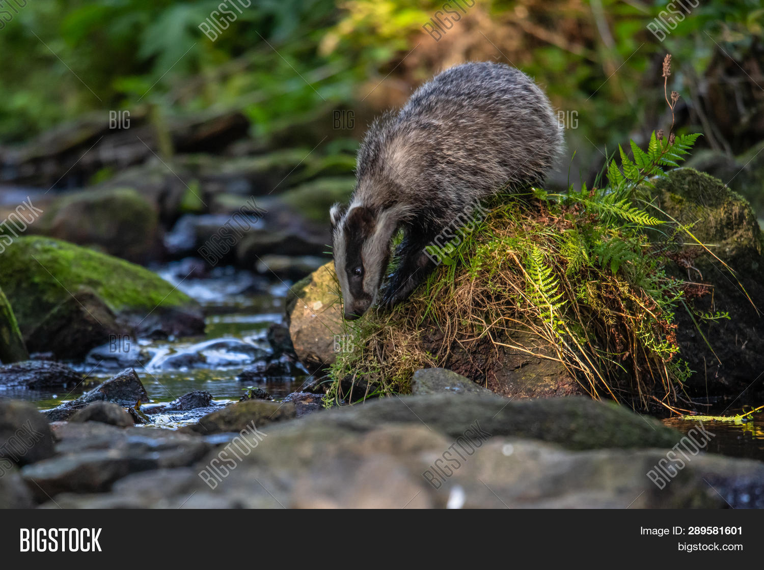 Badger Forest, Animal Image & Photo (Free Trial) | Bigstock