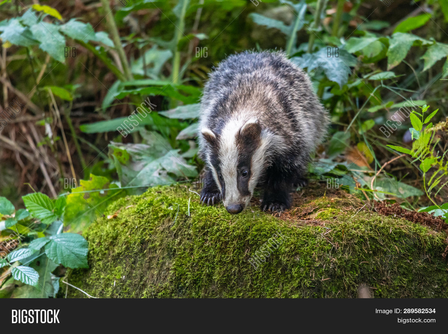 Badger Forest, Animal Image & Photo (Free Trial) | Bigstock