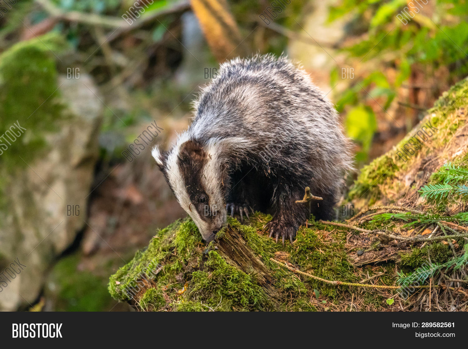 Badger Forest, Animal Image & Photo (Free Trial) | Bigstock