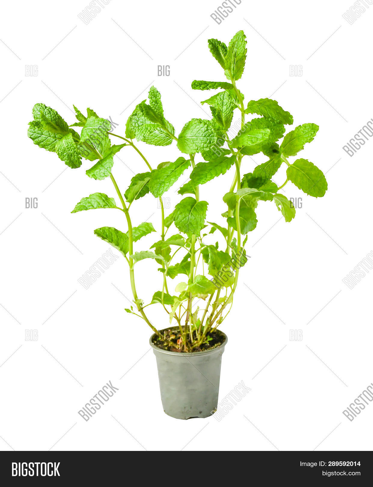 Fresh Green Minth Herb Image & Photo (Free Trial) | Bigstock