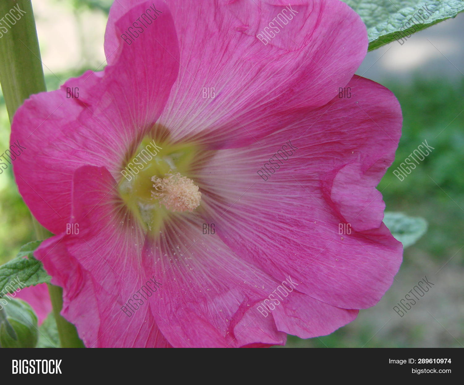 Imagen y foto Pink Malva (prueba gratis) | Bigstock