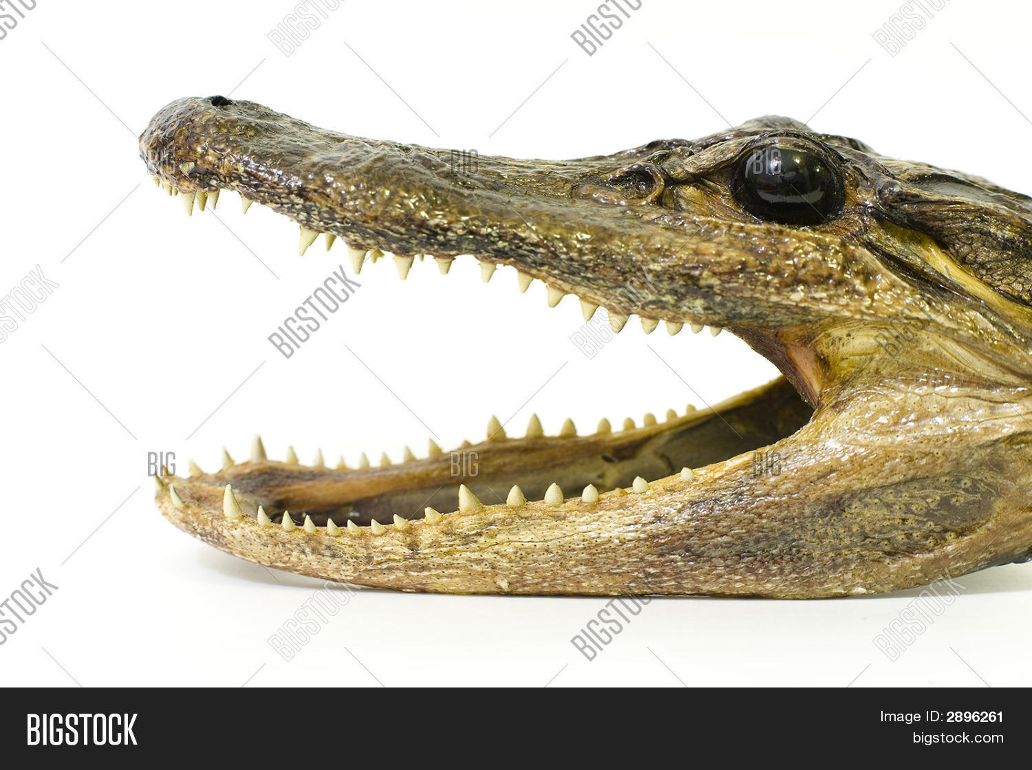 Baby Alligator Head Image & Photo (Free Trial) | Bigstock