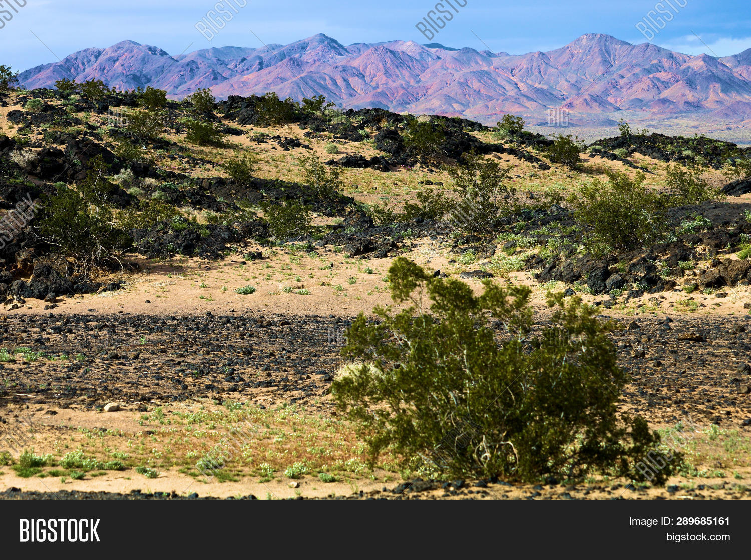 Chaparral Shrubs Image & Photo (Free Trial) | Bigstock
