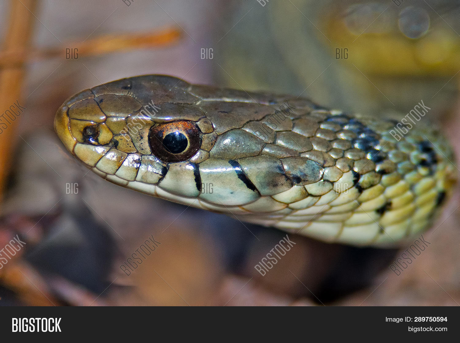 Close Head Garter Image & Photo (Free Trial) | Bigstock