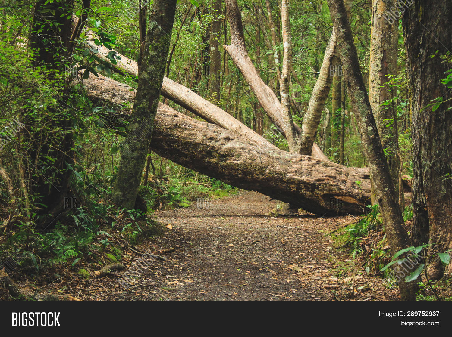 Fallen Tree On Walking Image & Photo (Free Trial) | Bigstock