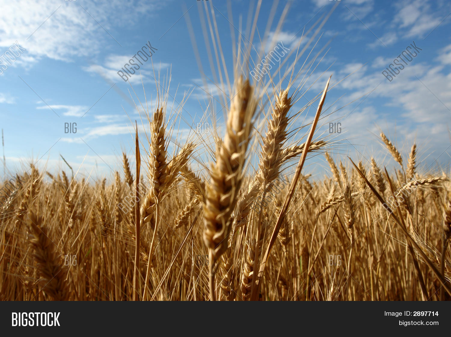 Wheat Field Image & Photo (Free Trial) | Bigstock