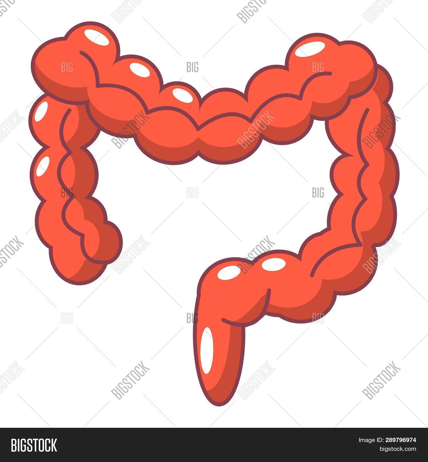 Human Large Intestine Image & Photo (Free Trial) | Bigstock