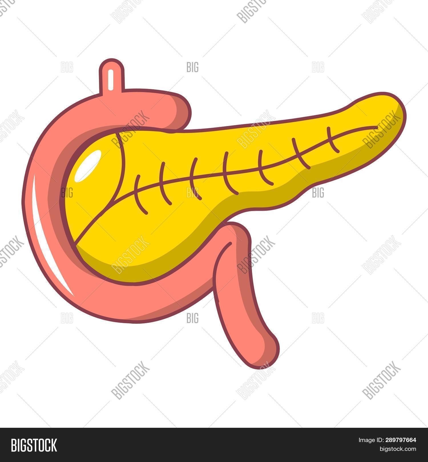 Pancreas Icon. Cartoon Image & Photo (Free Trial) | Bigstock