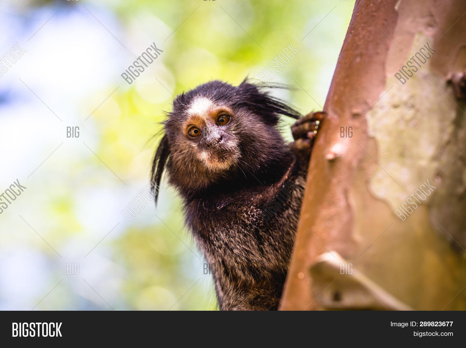 Worried Monkey Face. Image & Photo (Free Trial) | Bigstock
