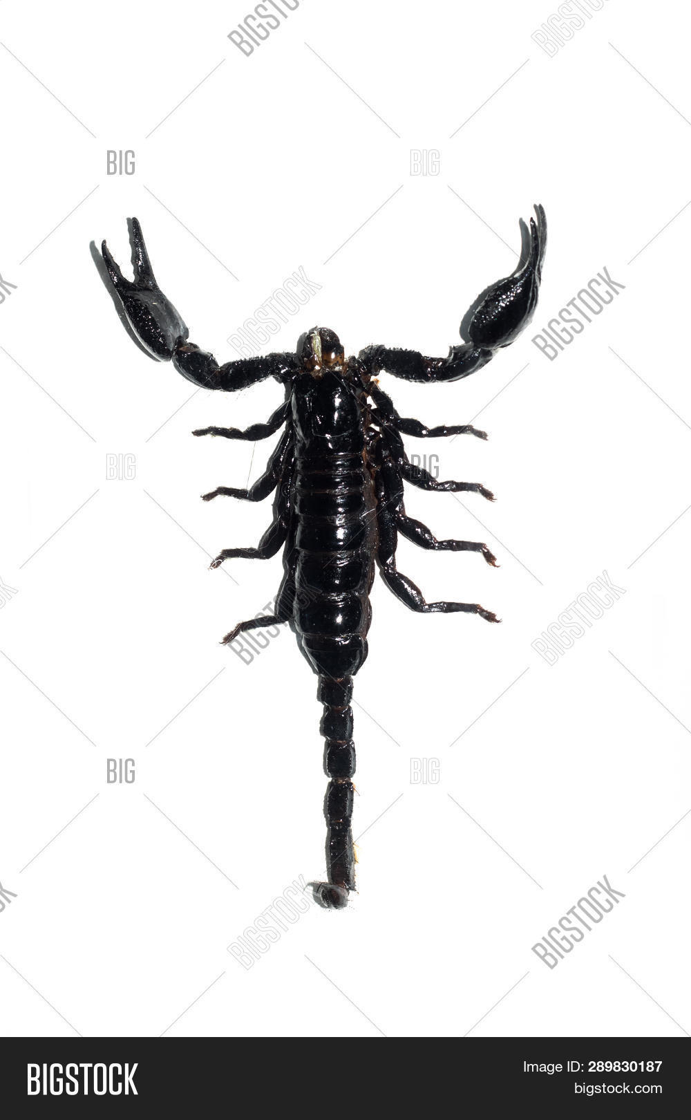 Black Scorpion, Image & Photo (Free Trial) | Bigstock