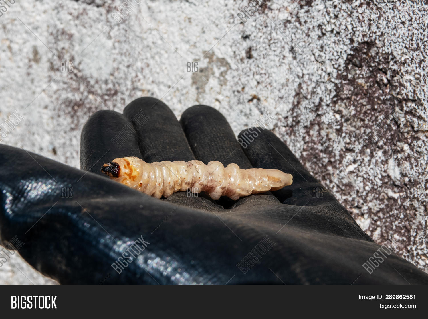Stag Beetle Larva Image & Photo (Free Trial) | Bigstock