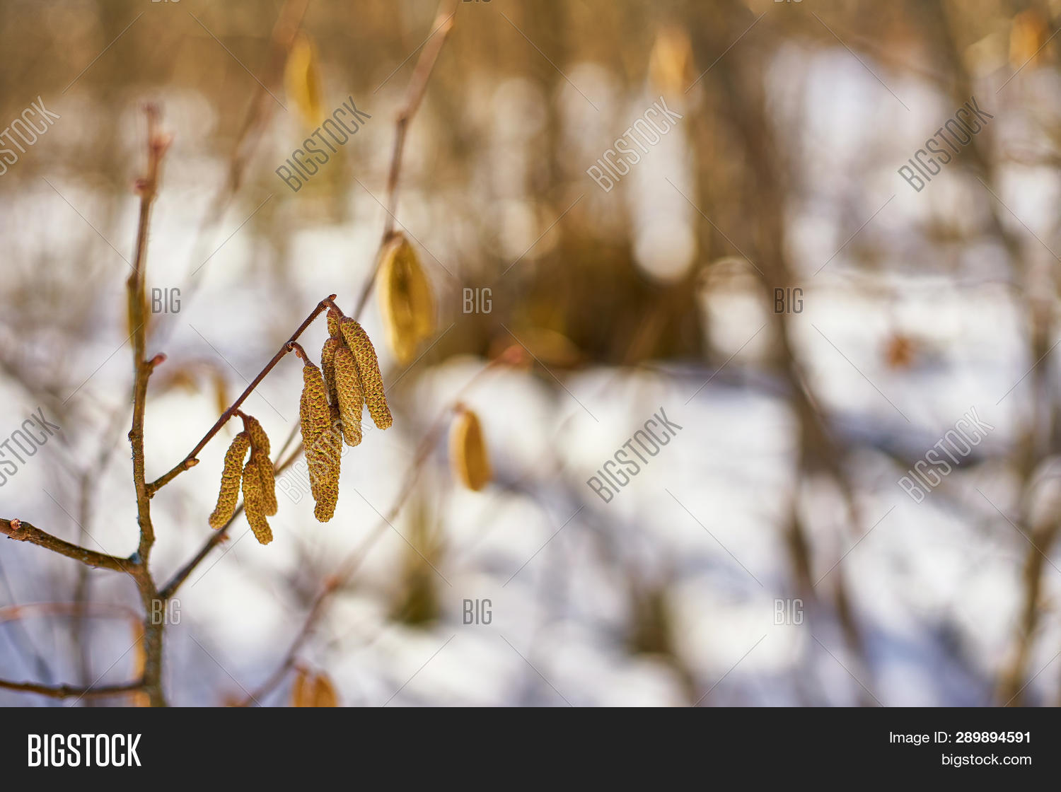 Female Bud Hazel Trees Image & Photo (Free Trial) | Bigstock