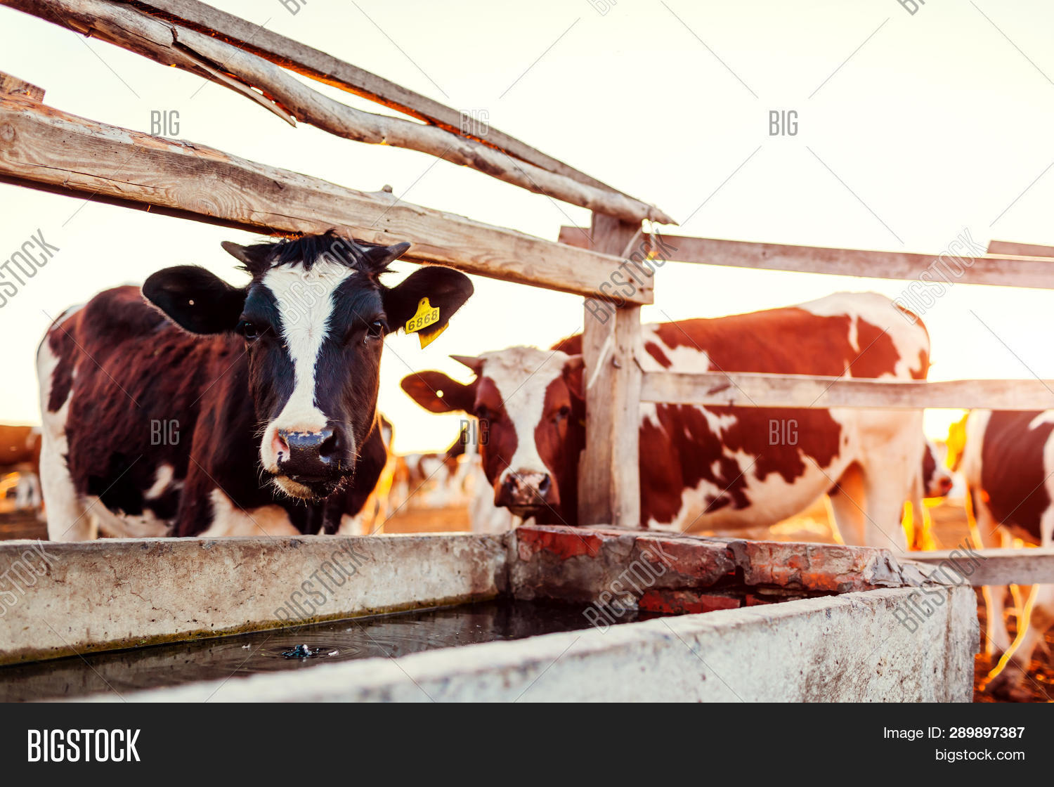 Cows Drinking Water On Image & Photo (Free Trial) | Bigstock