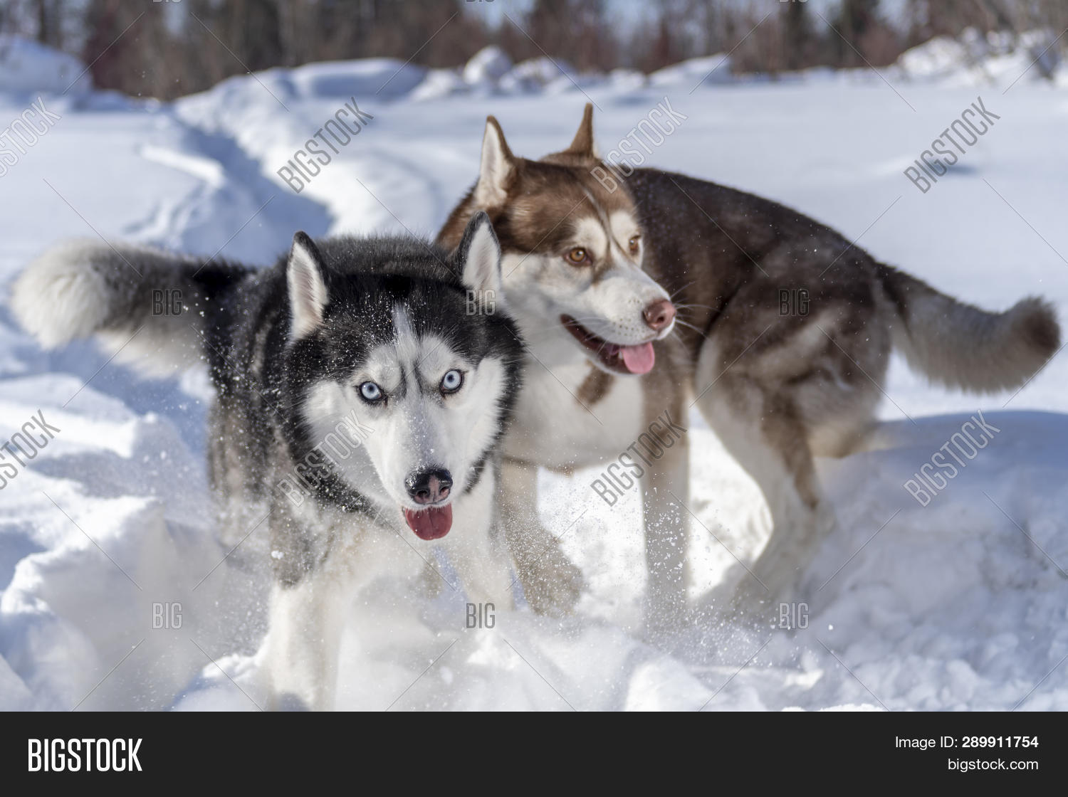 Husky Puppies Playing In Snow