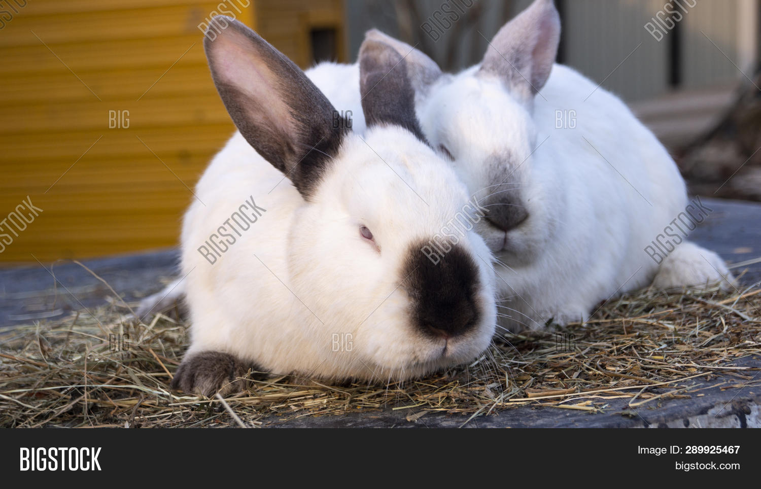 Line Domestic Rabbits Image & Photo (Free Trial) | Bigstock