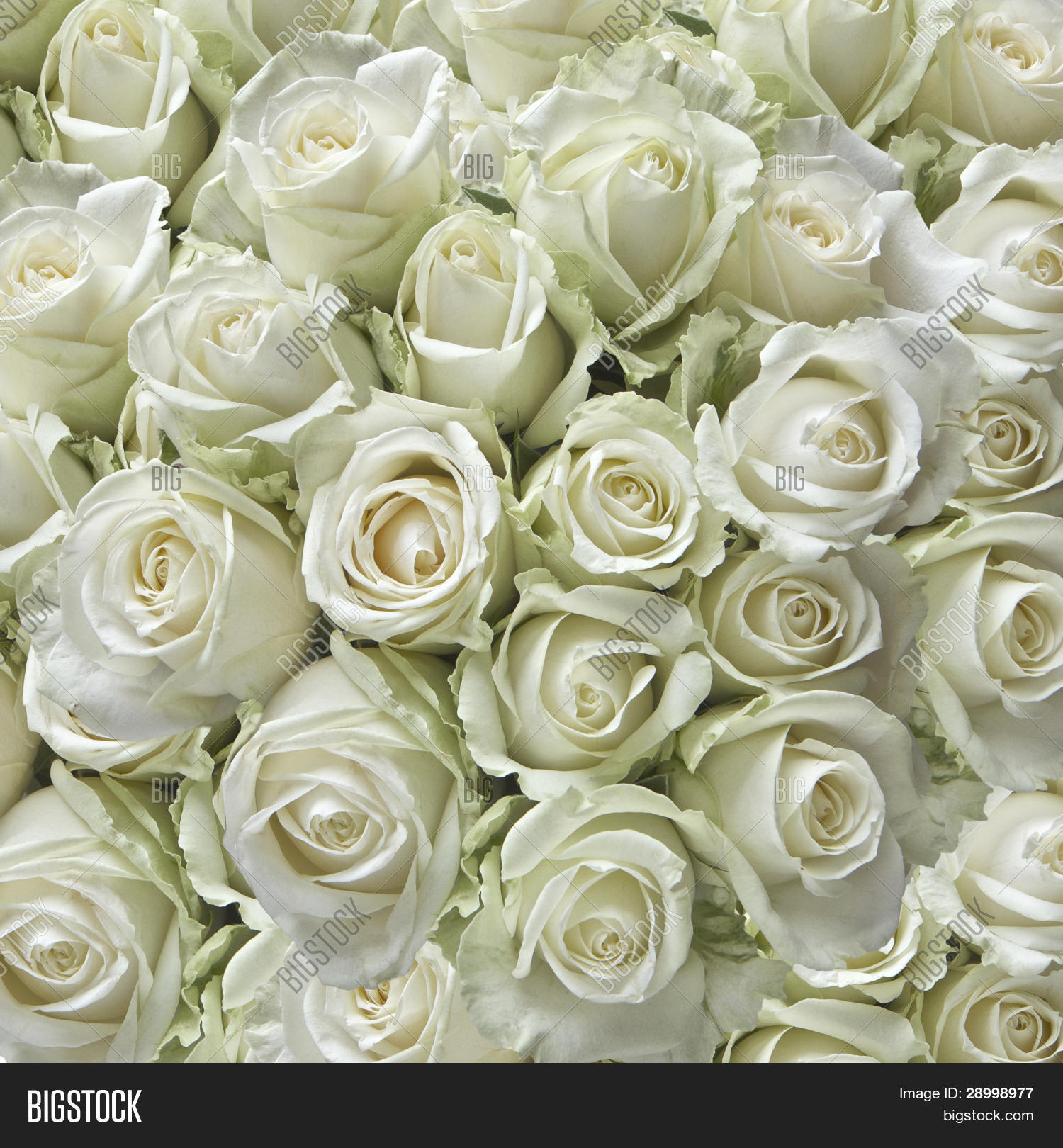 White Roses Image & Photo (Free Trial) | Bigstock
