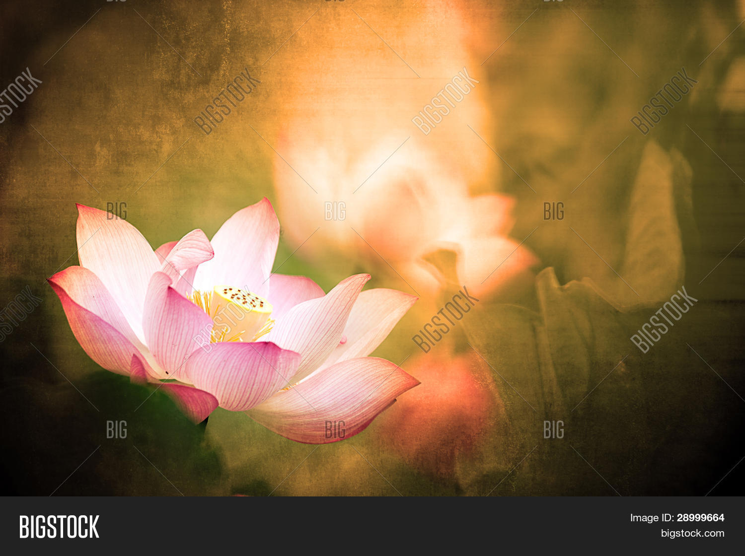 Beautiful Lotus Image & Photo (Free Trial) | Bigstock