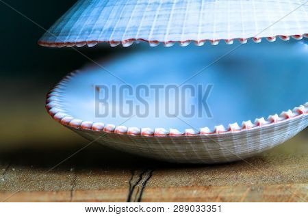 Blue-purple Clam Shell Image & Photo (Free Trial) | Bigstock