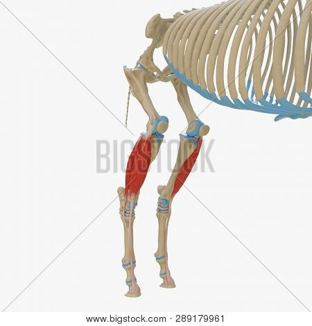 3d Rendered Medically Image & Photo (Free Trial) | Bigstock
