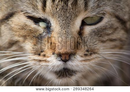 Portrait Street Cat. Image & Photo (Free Trial) | Bigstock