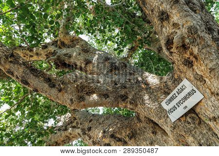 Sign Name Sycamore Fig Image & Photo (Free Trial) | Bigstock
