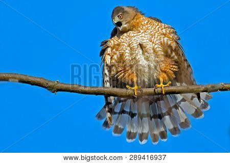 Angry Red-tailed Hawk Image & Photo (Free Trial) | Bigstock