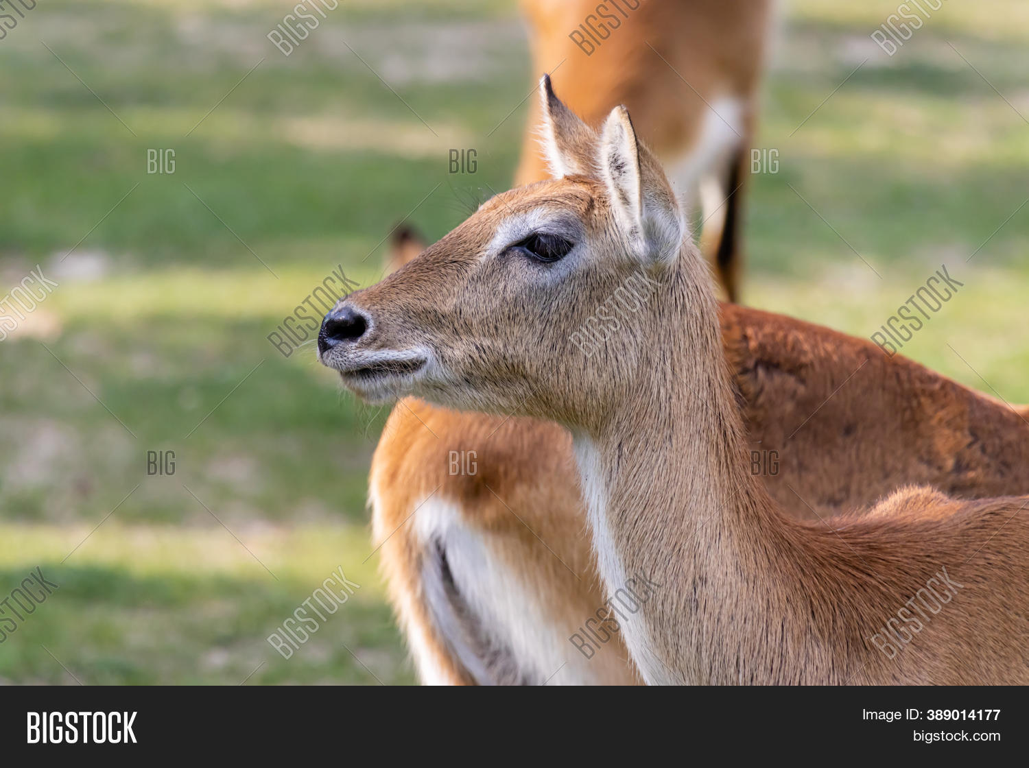 Impala (aepyceros Image & Photo (Free Trial) | Bigstock