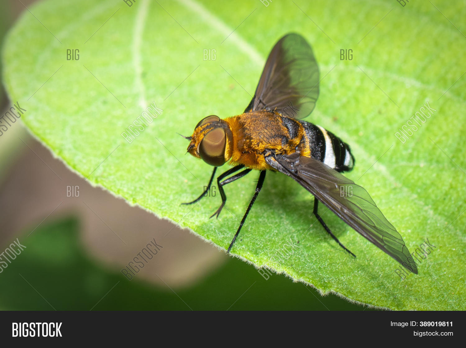 Image Hoverfly On Image & Photo (Free Trial) | Bigstock