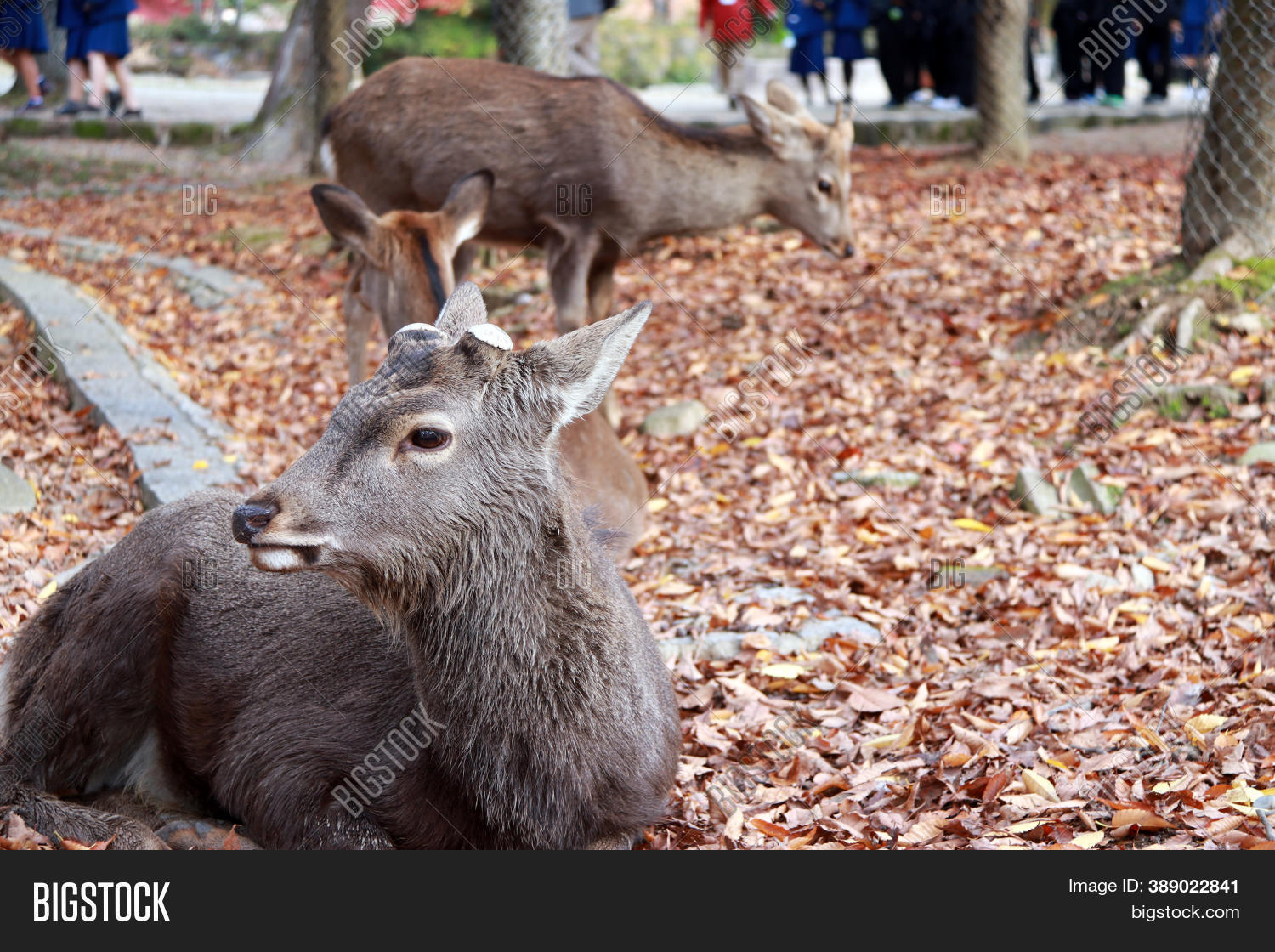 Deer Laying Down On Image & Photo (Free Trial) | Bigstock