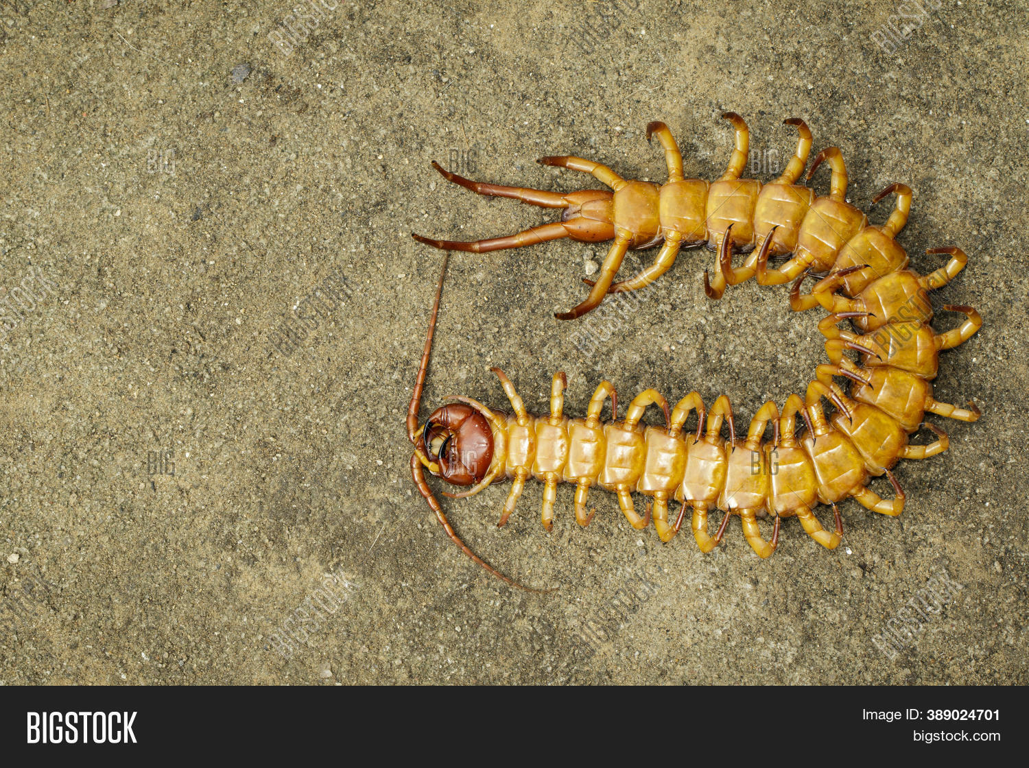 Image Dead Centipedes Image & Photo (Free Trial) | Bigstock