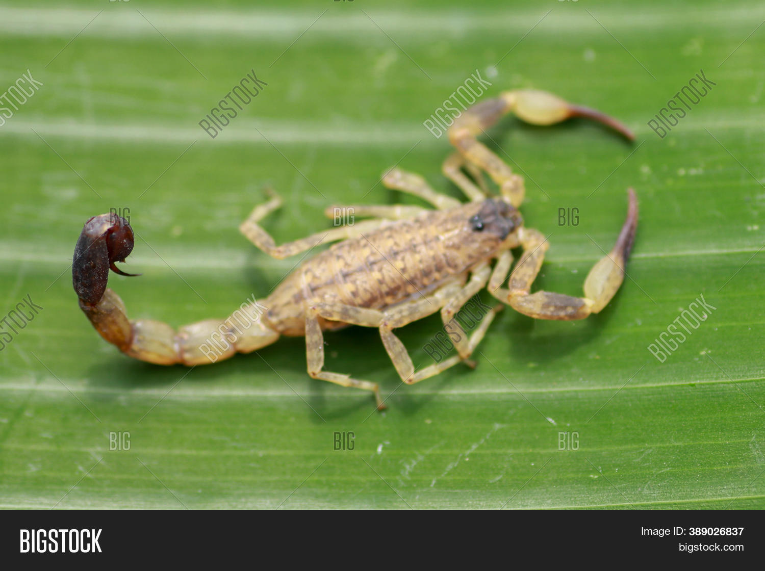 Top View Deathstalker Image & Photo (Free Trial) | Bigstock