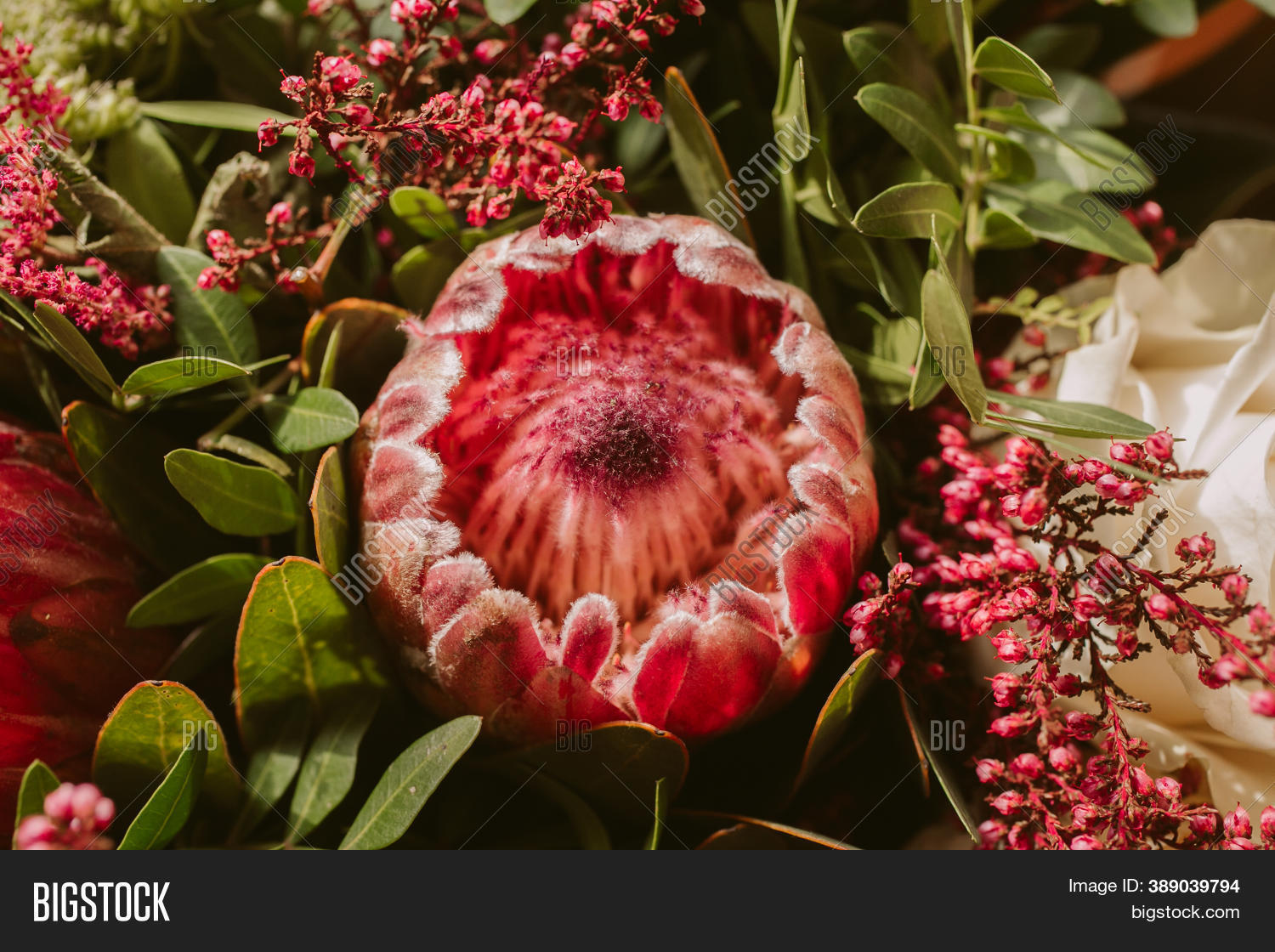 Protea Flower Bunch. Image & Photo (Free Trial) | Bigstock