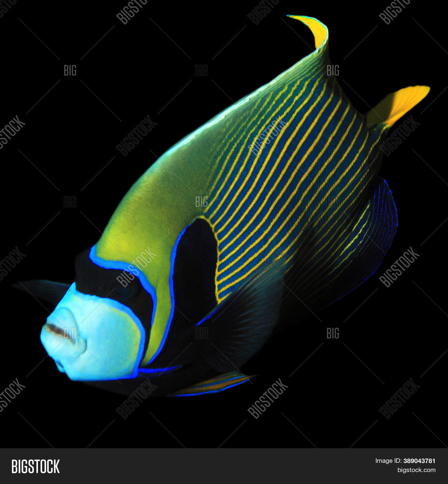 Emperor Angelfish ( Image & Photo (Free Trial) | Bigstock
