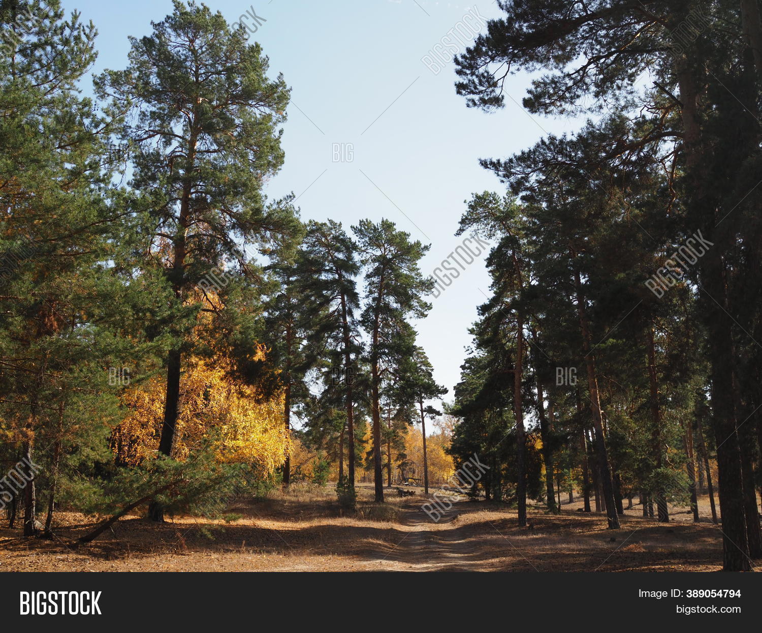 Forest Path Sunlight Image & Photo (Free Trial) | Bigstock