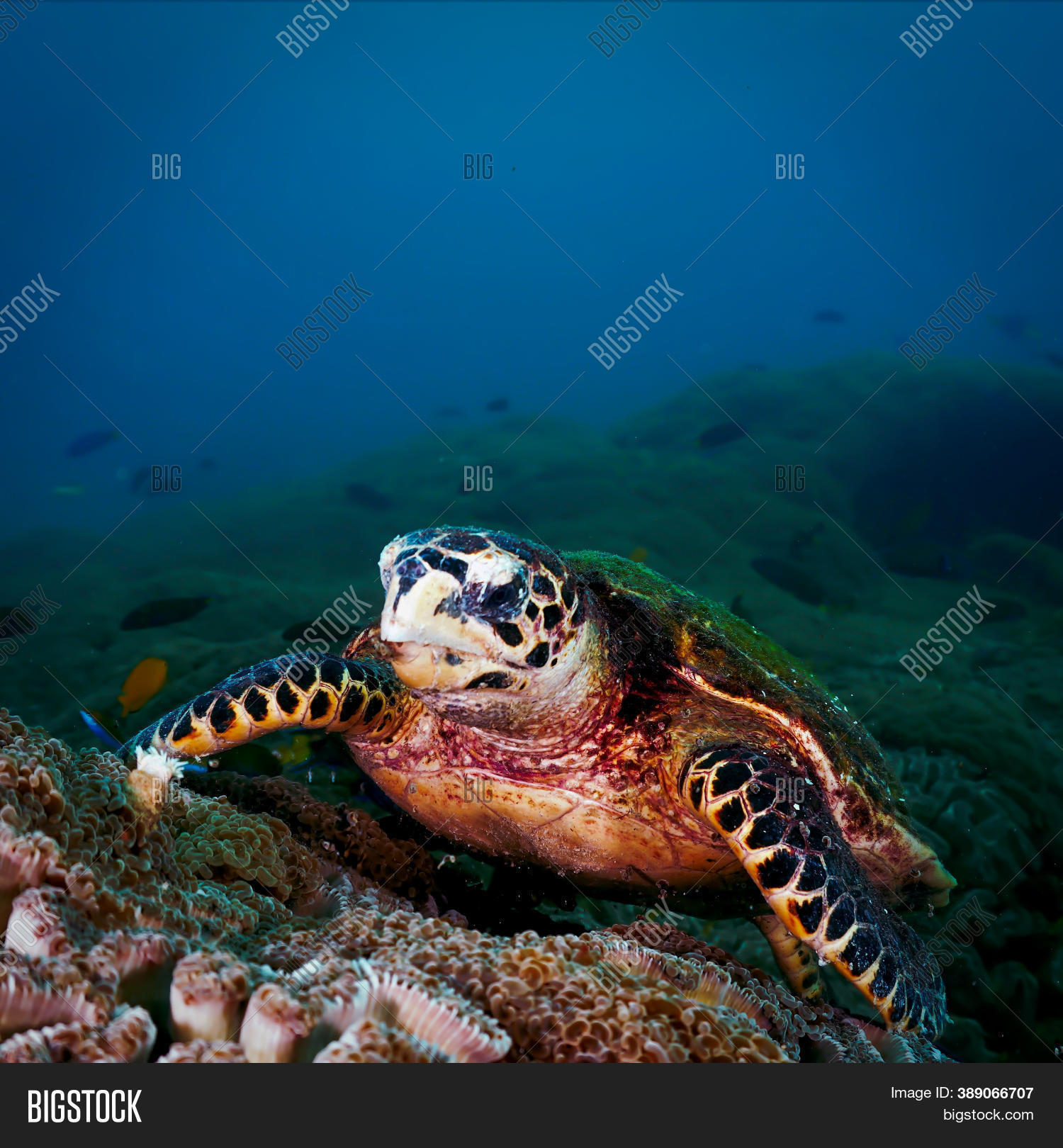 Sea Turtle On Coral Image & Photo (Free Trial) | Bigstock