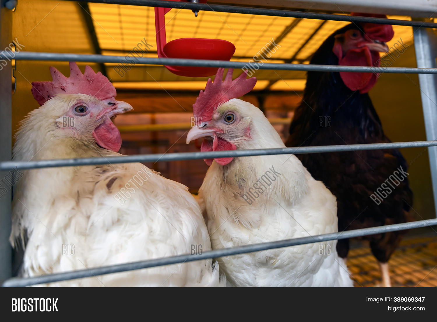 Chickens Cage Near Image & Photo (Free Trial) | Bigstock