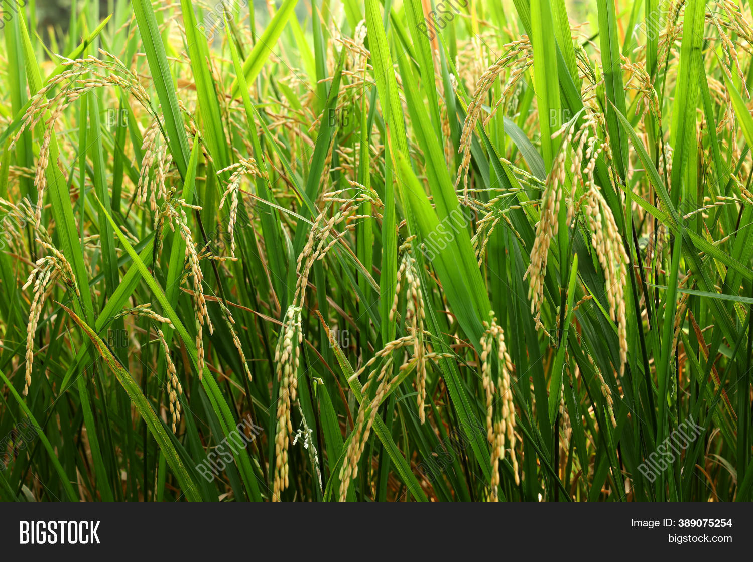 Rice Whole Grain Farm Image & Photo (Free Trial) | Bigstock