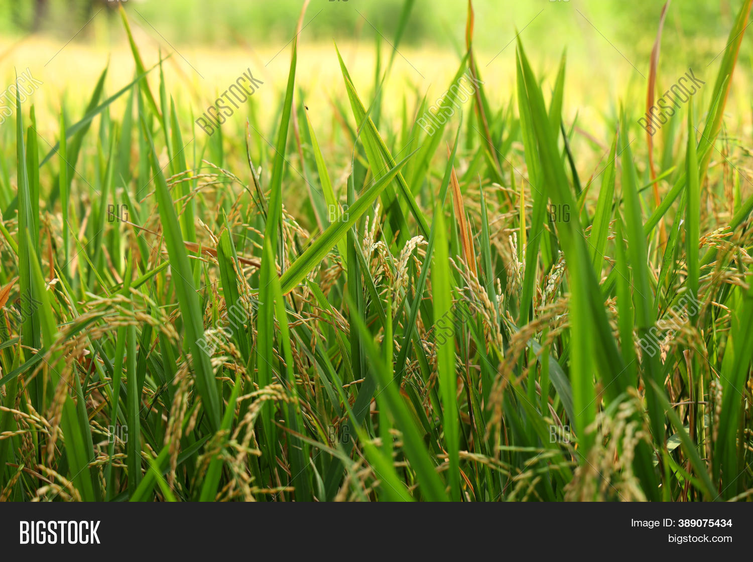 Rice Whole Grain Farm Image & Photo (Free Trial) | Bigstock