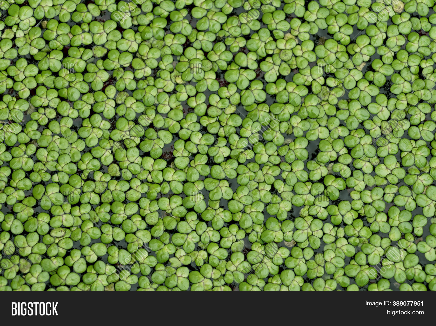 Common Duckweed Lemna Image & Photo (Free Trial) | Bigstock
