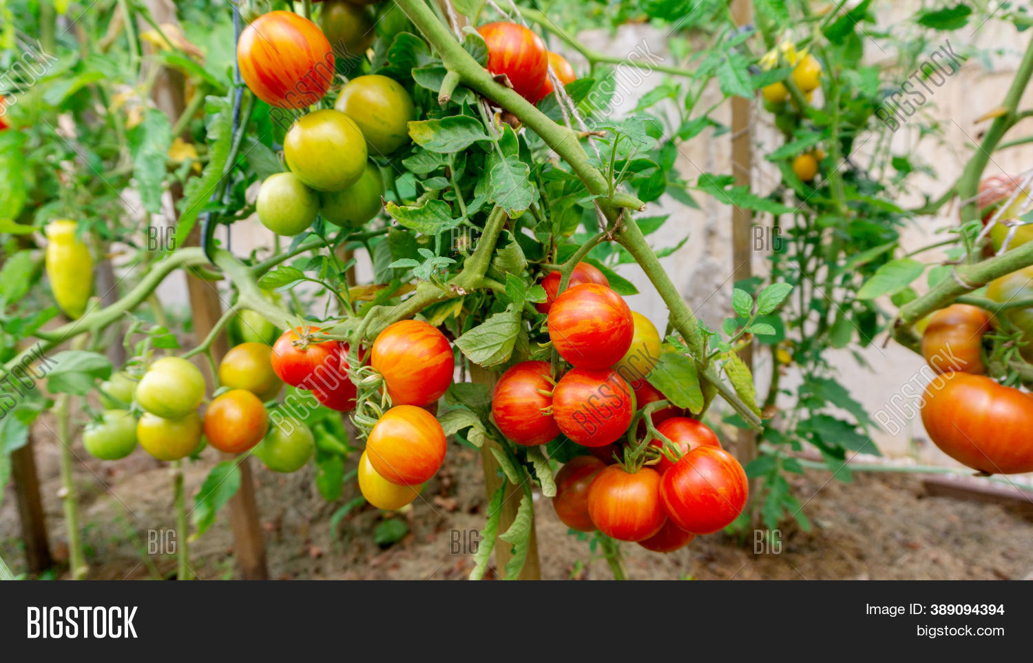 Fresh Ripe Tomatoes On Image & Photo (Free Trial) | Bigstock