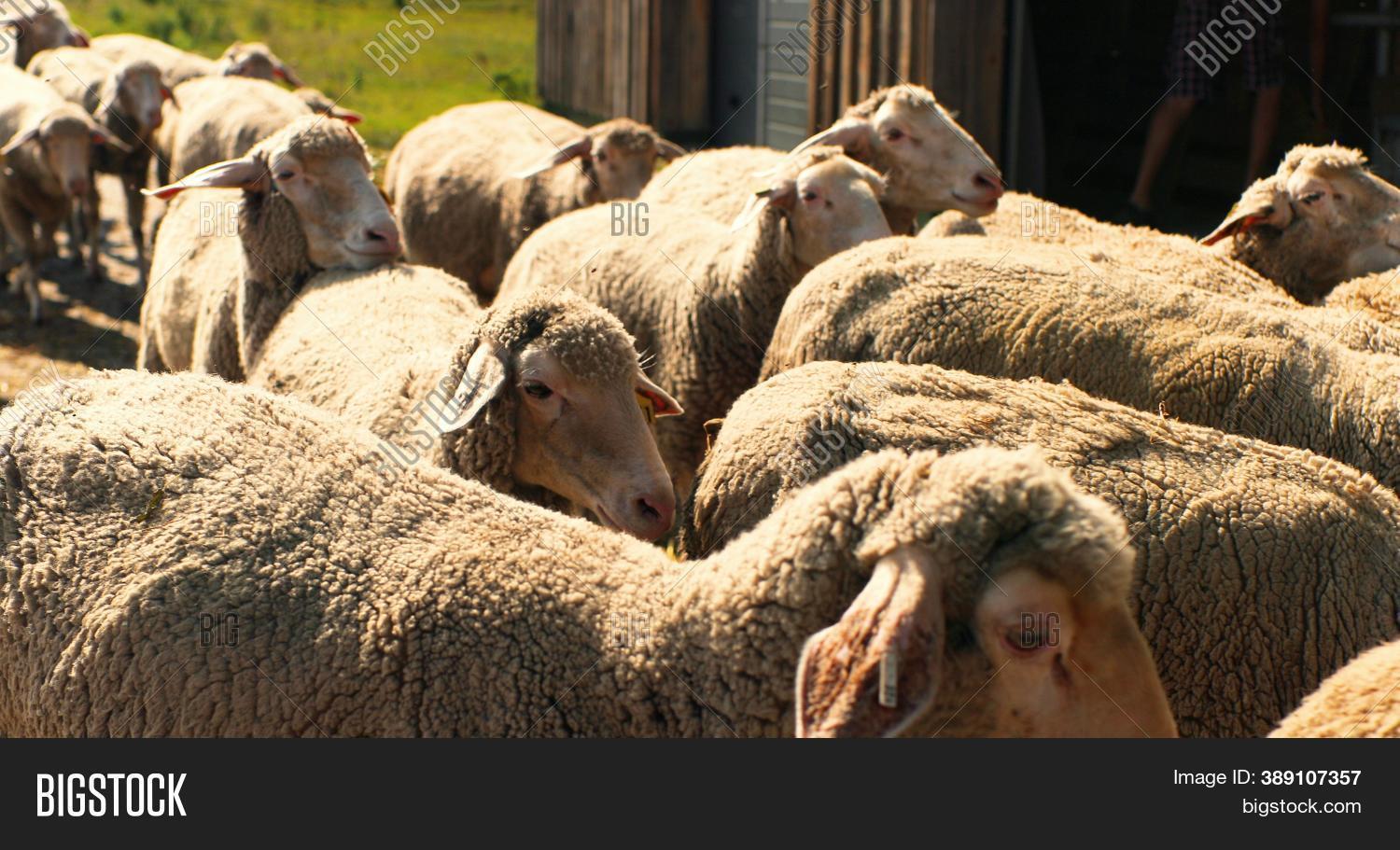 Close Sheep Flock Image & Photo (Free Trial) | Bigstock