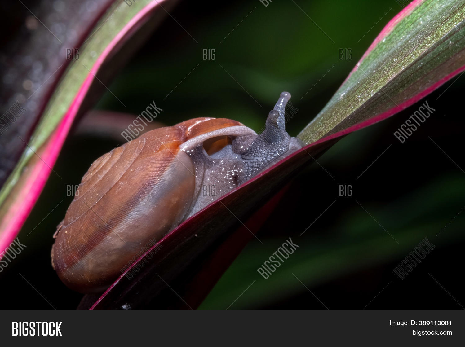 Thai Snail Soil Snail Image & Photo (Free Trial) | Bigstock