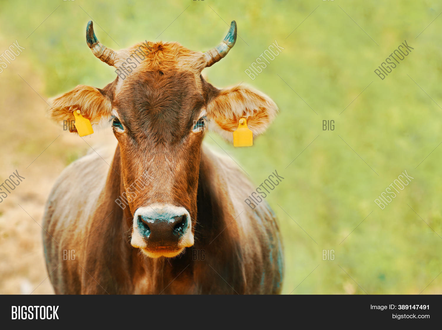 Cow Ear Tags. Portrait Image & Photo (Free Trial) | Bigstock