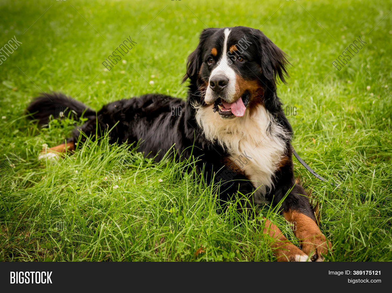 Portrait Cute Berner Image & Photo (Free Trial) | Bigstock
