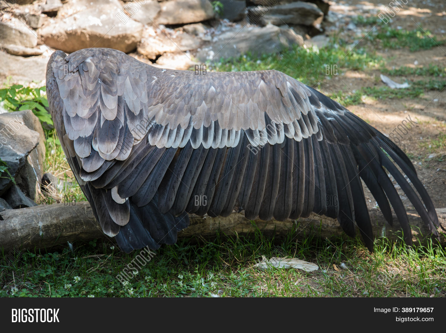 Large Bird Prey Spread Image & Photo (Free Trial) | Bigstock