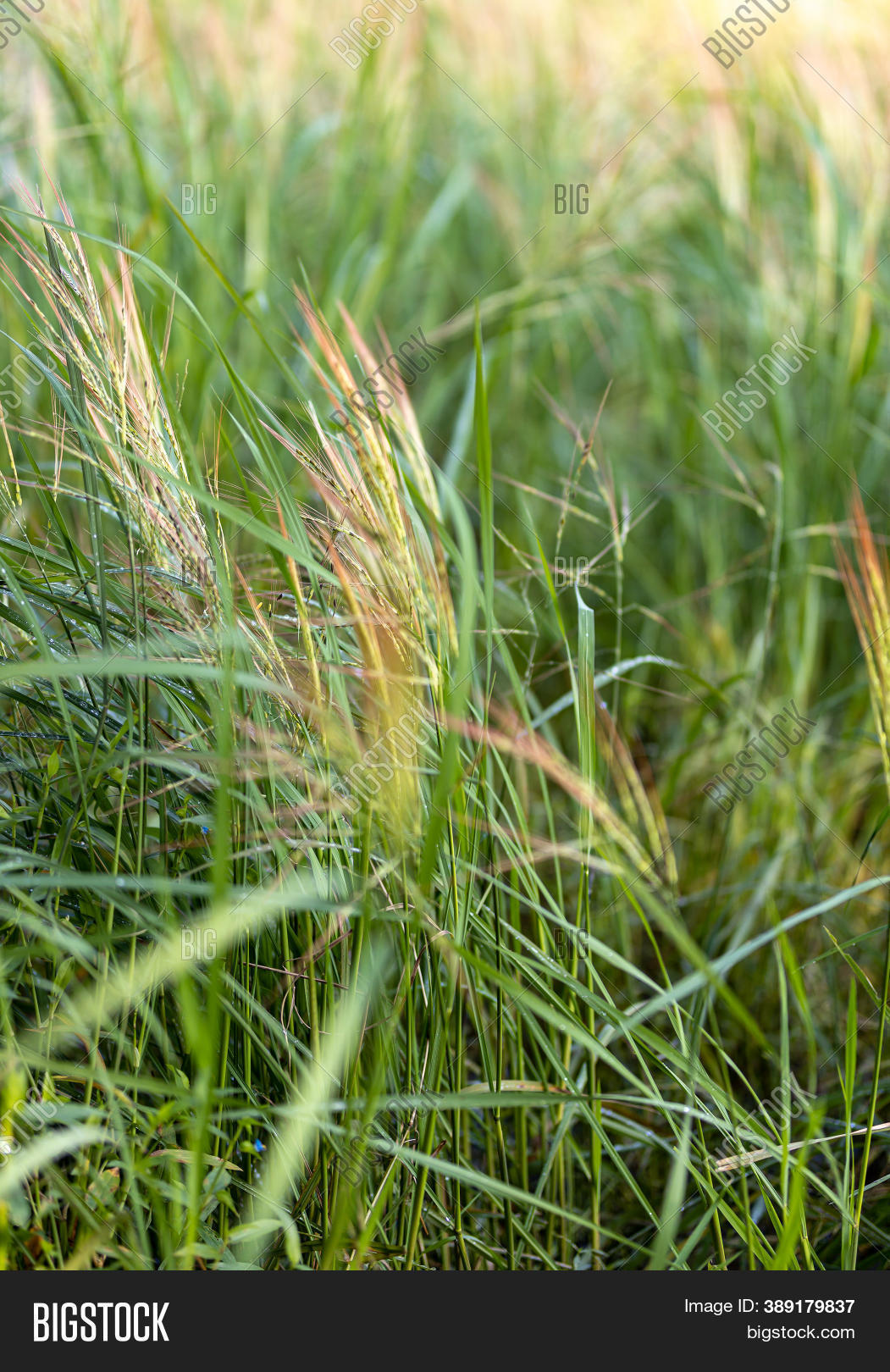 Image Green Crop Image & Photo (Free Trial) | Bigstock