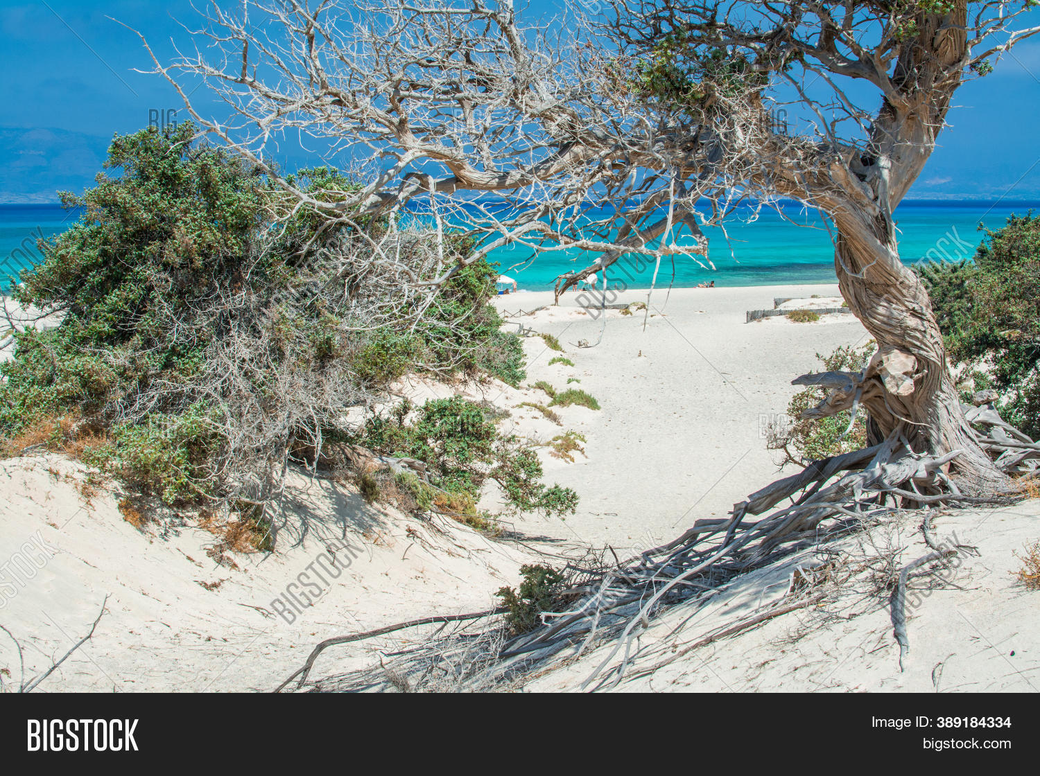 Dried Cedar Tree , Image & Photo (Free Trial) | Bigstock
