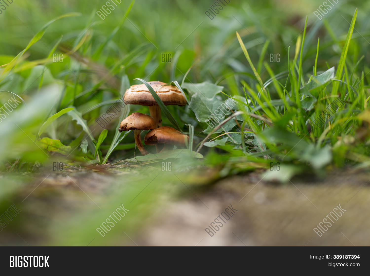 Three Toadstools Green Image & Photo (Free Trial) | Bigstock