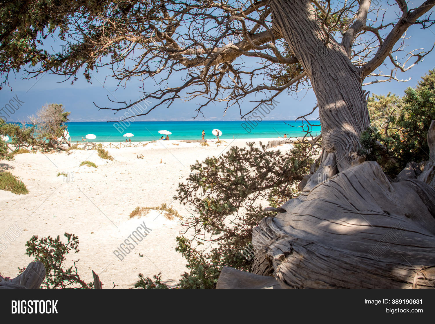 Detail Dried Cedar Image & Photo (Free Trial) | Bigstock